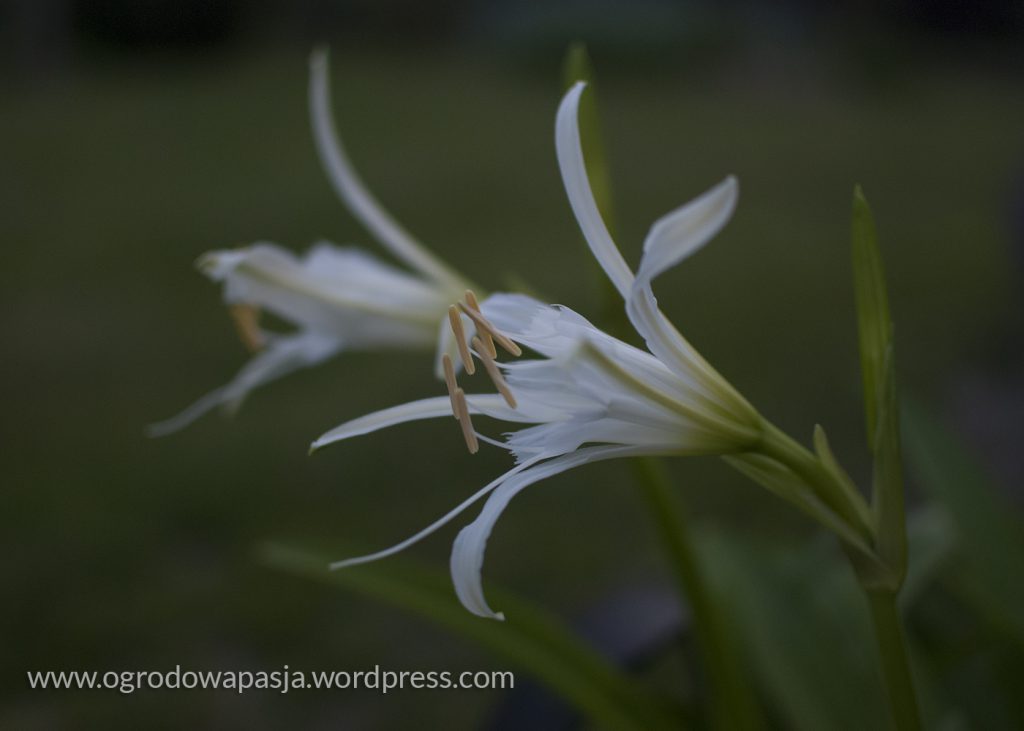 Ismena zwana błonczatką - Ogrodowa Pasja