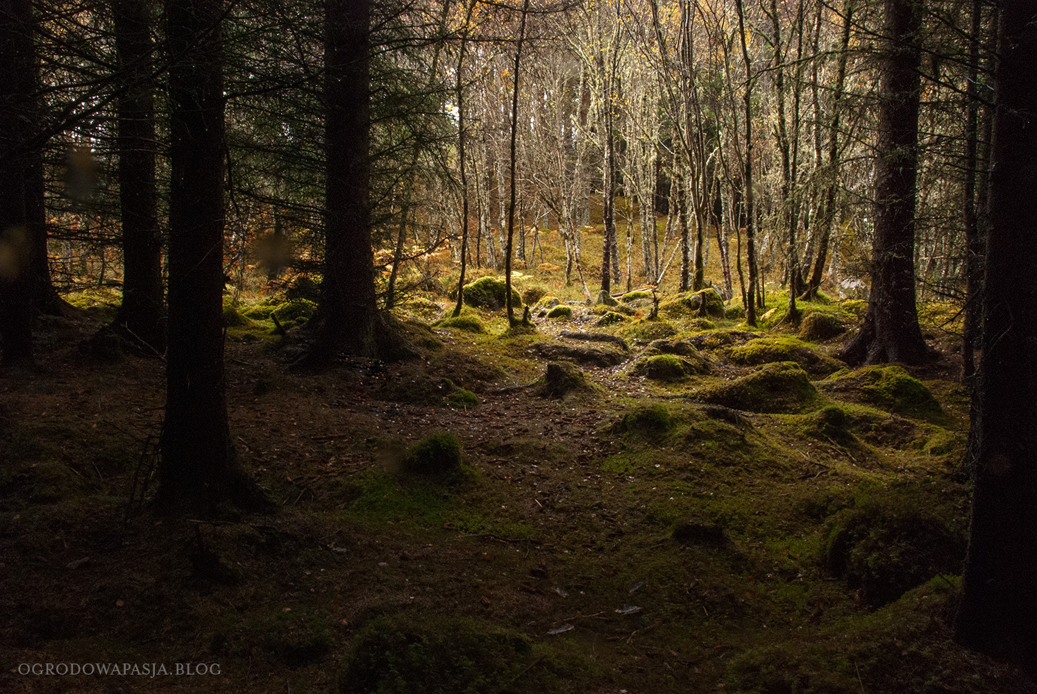 Cień dobry latem - Ogrodowa Pasja